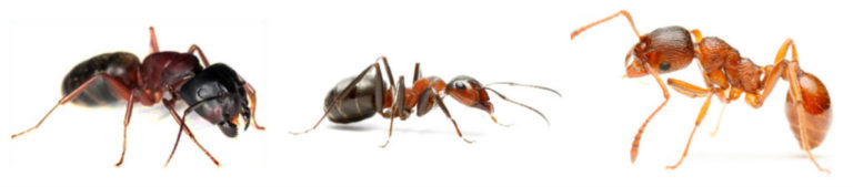 Exterminateur de fourmis à Montréal - Extermination MG